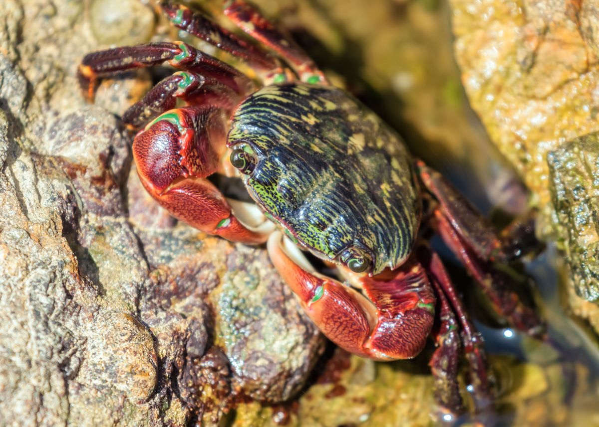 'Shore Crab' Poster by Jonathan Nguyen | Displate