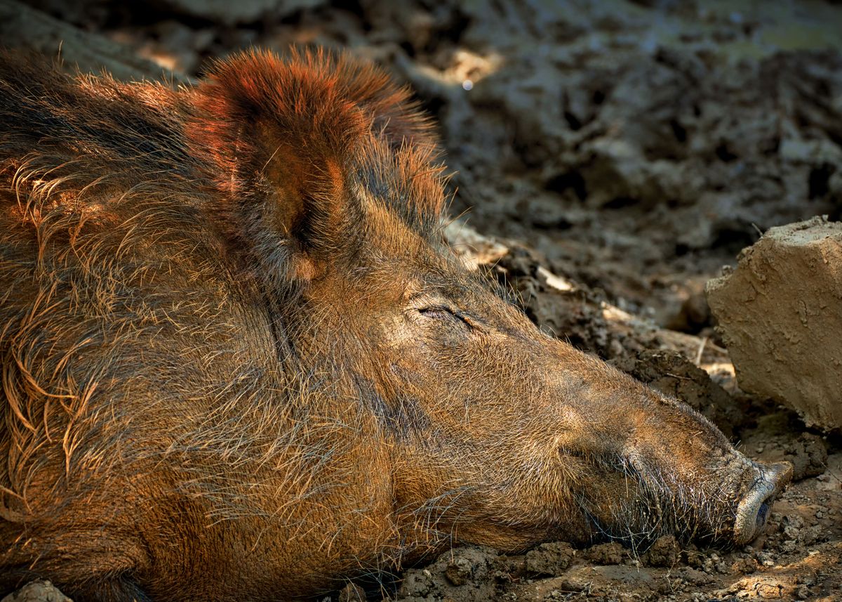 'Brown wild boar Boar head' Poster, picture, metal print, paint by ...