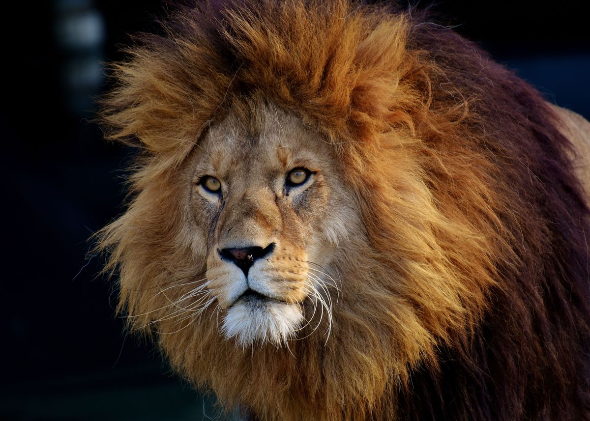 'Angry lion' Poster, picture, metal print, paint by AxselYustisio ...