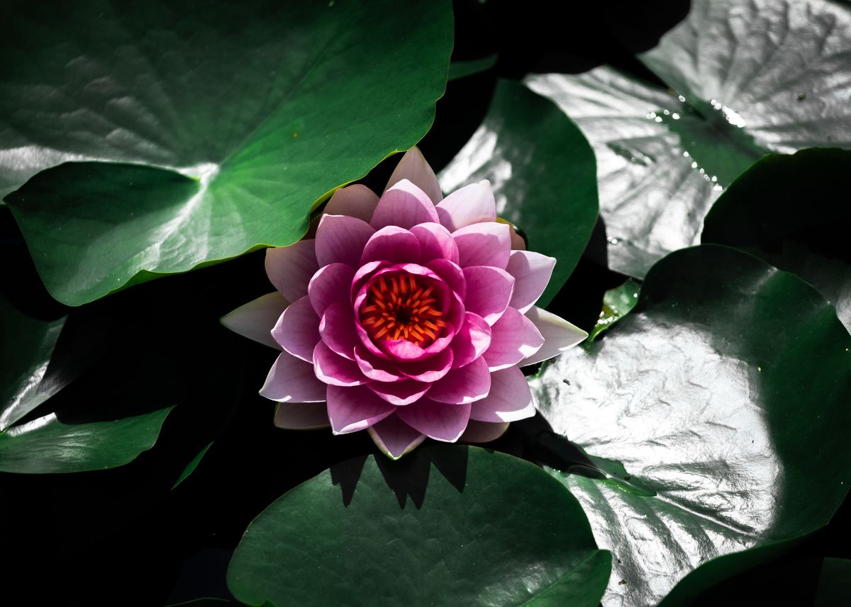 'Symmetrical lotus' Poster, picture, metal print, paint by Thibault RM ...