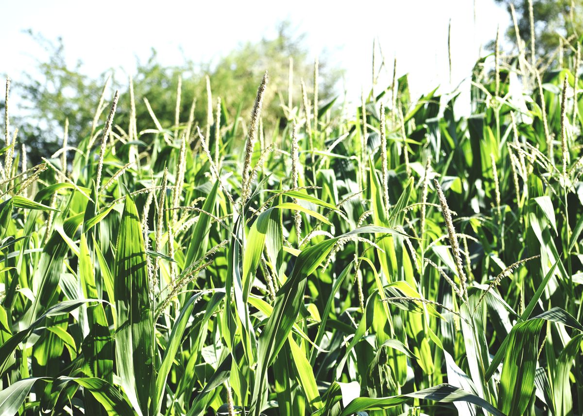 'Cultivation of corn' Poster by Ravindra Kumar | Displate