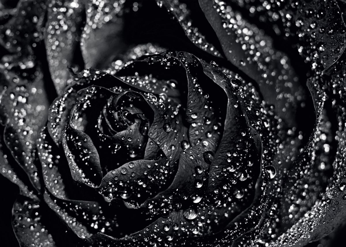 'Wet black rose macro' Poster, picture, metal print, paint by ...