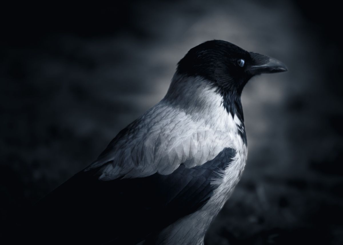 'Crow' Poster by Henry Niskanen | Displate
