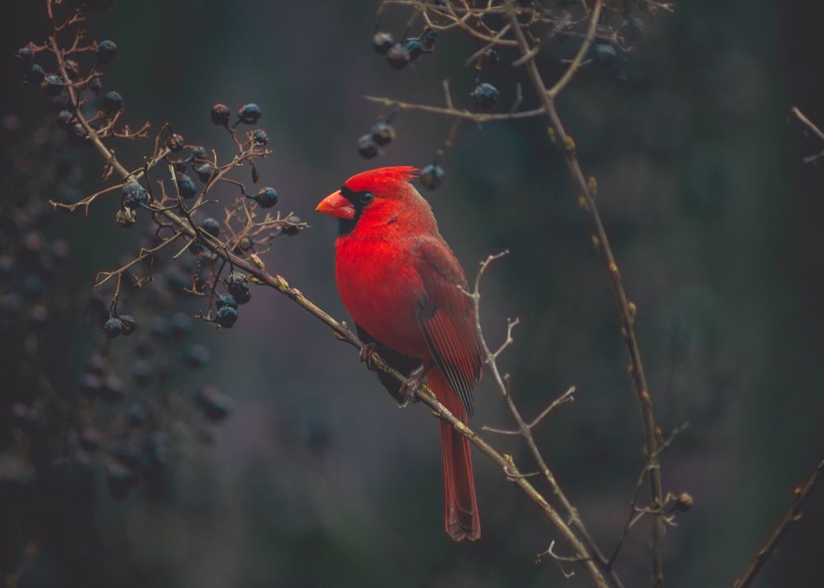 'Red Cardinal' Poster, picture, metal print, paint by force keiryu ...