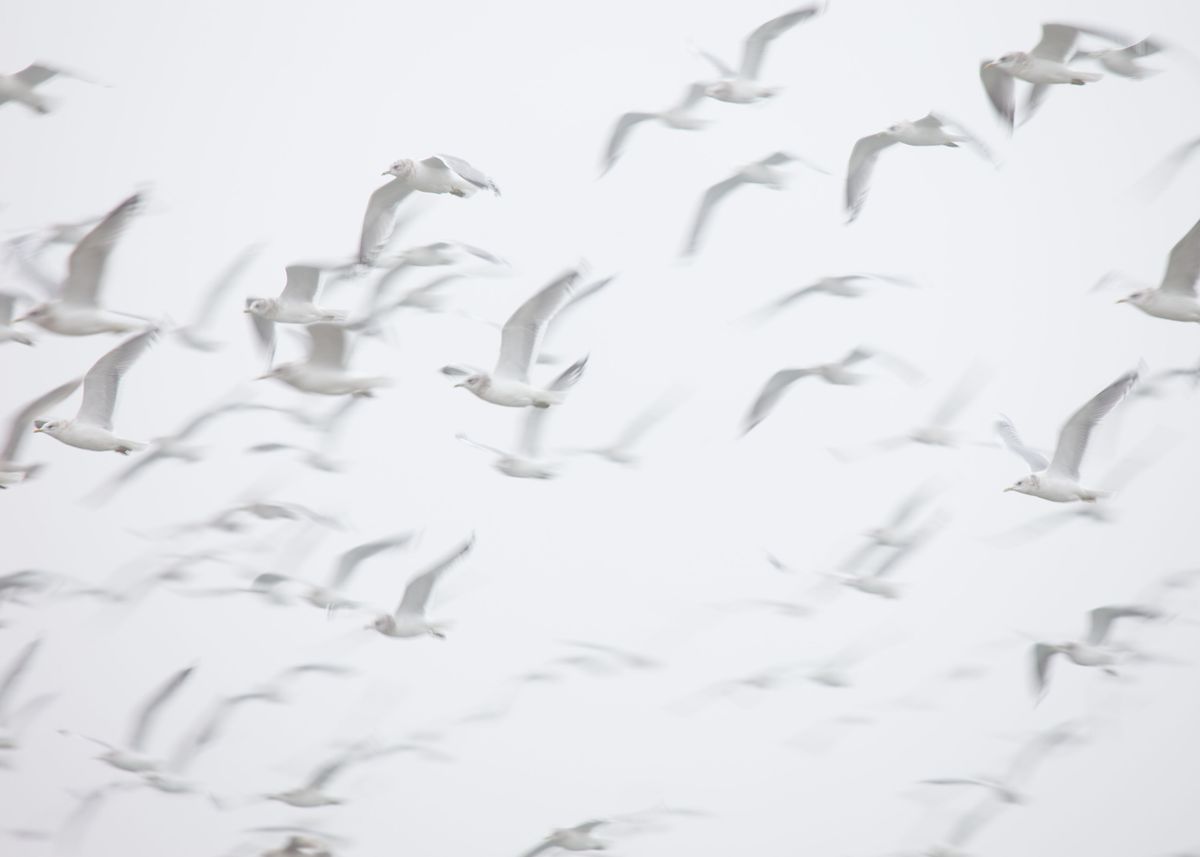 'Flock Flying Bird' Poster, picture, metal print, paint by force keiryu ...