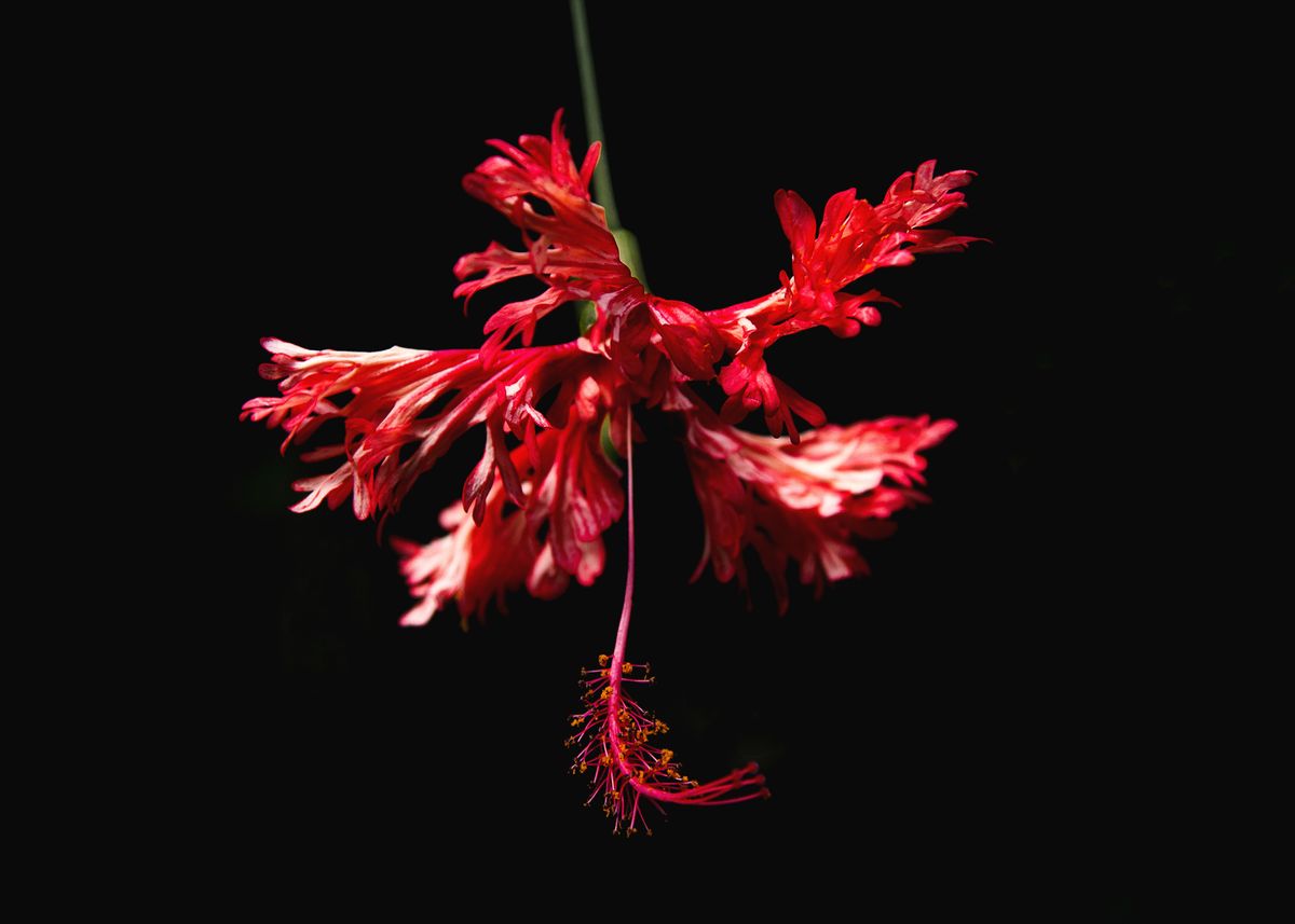 'Red Flower' Poster, picture, metal print, paint by Alice White Milano ...