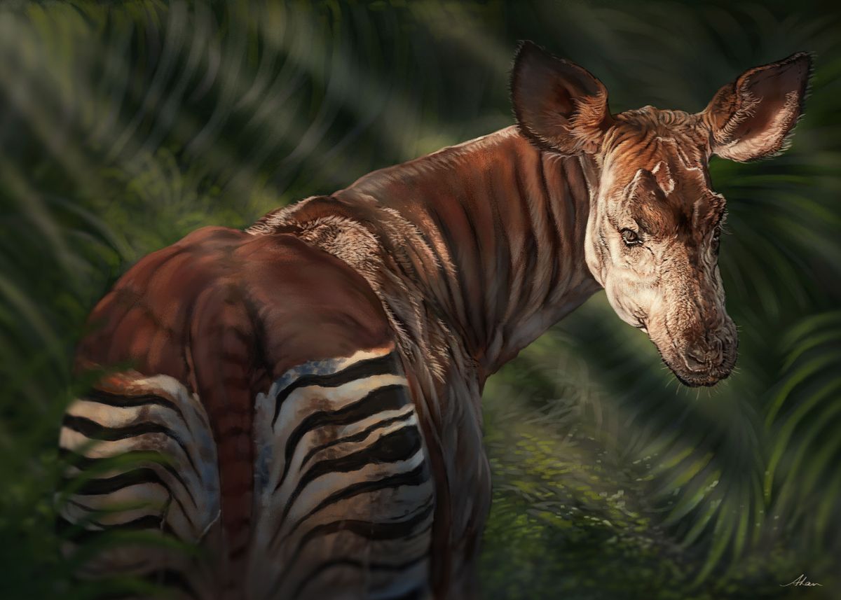 'Okapi' Poster, picture, metal print, paint by alandodrawing | Displate