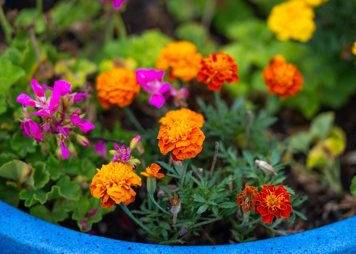 'Bowl of colour' Poster, picture, metal print, paint by David Campling | Displate