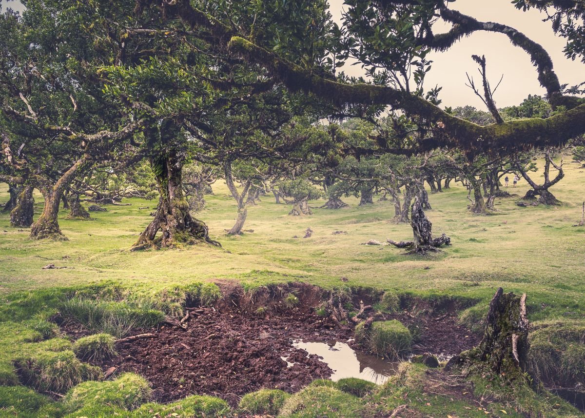 'Fanal Forest' Poster, picture, metal print, paint by Matt Cool | Displate