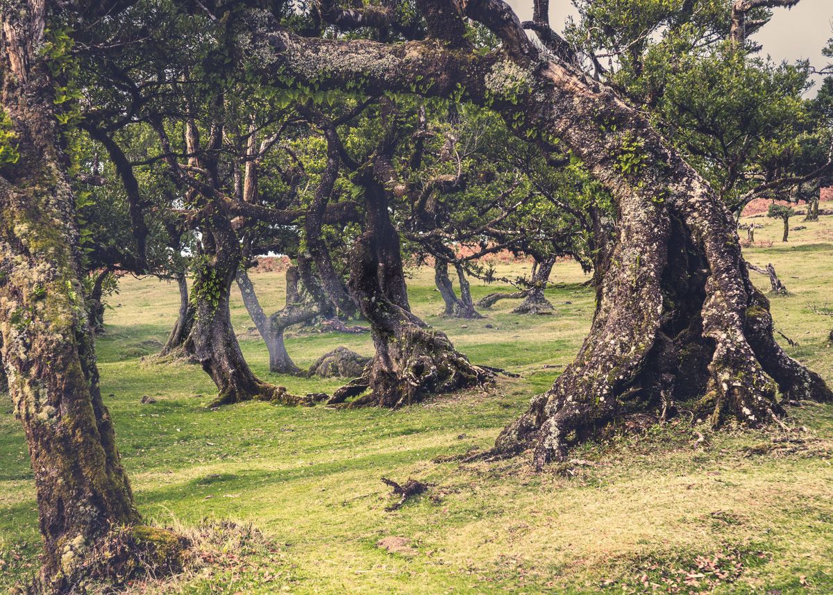 'Fanal Forest' Poster, picture, metal print, paint by Matt Cool | Displate