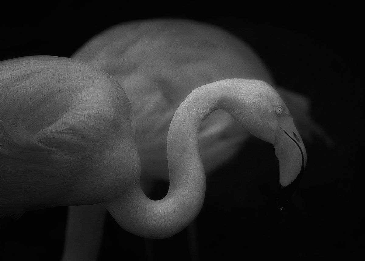 'White Flamingo' Poster by AliceWhite Milano | Displate