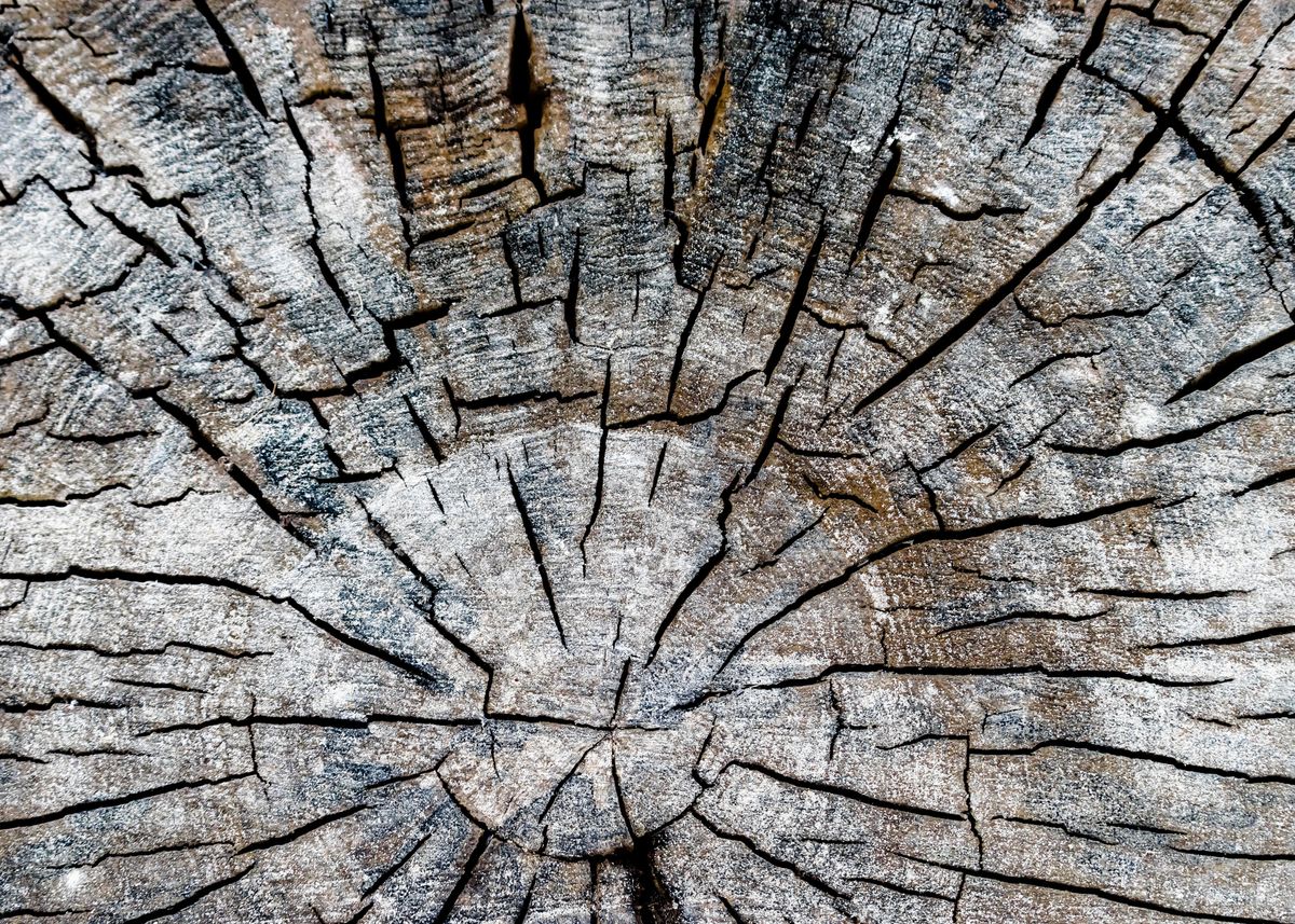 'Wood Tree Trunk' Poster, picture, metal print, paint by daiichi ...