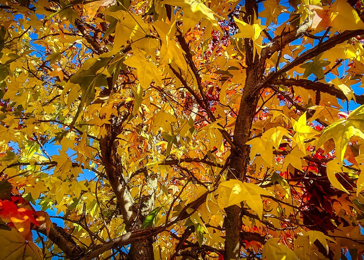 'Autumnal Splendor' Poster by stillerphoto | Displate