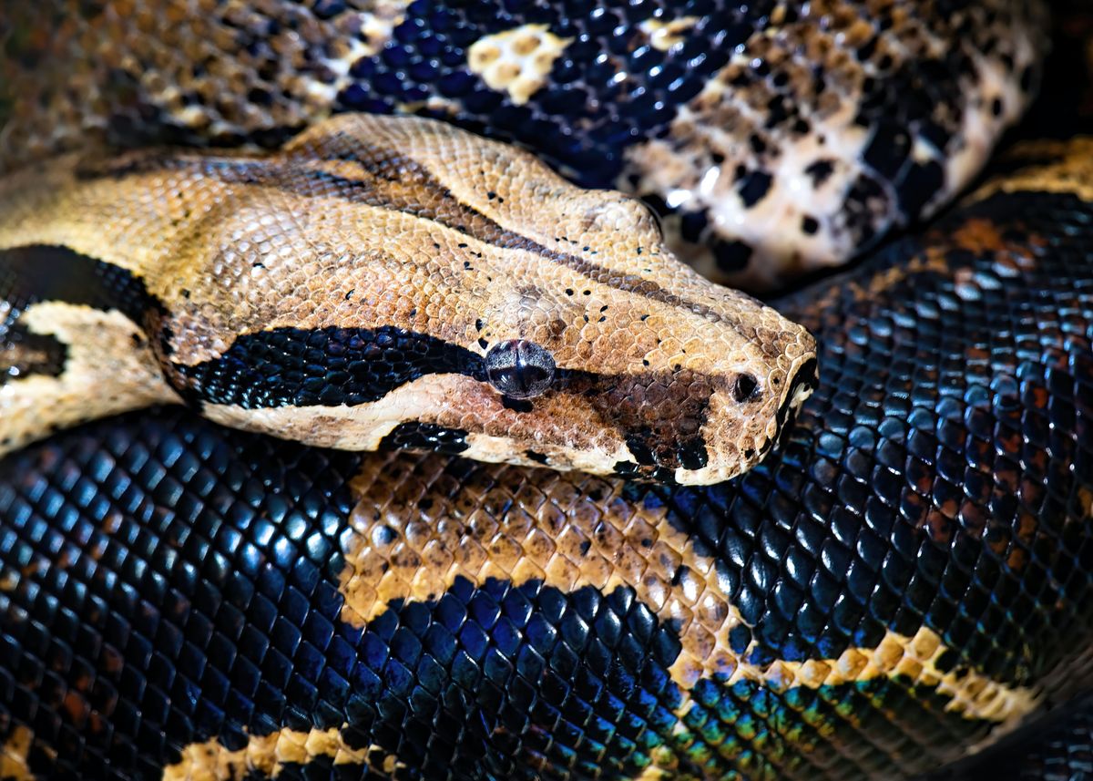 'Boa Constrictor' Poster, picture, metal print, paint by force andrian ...