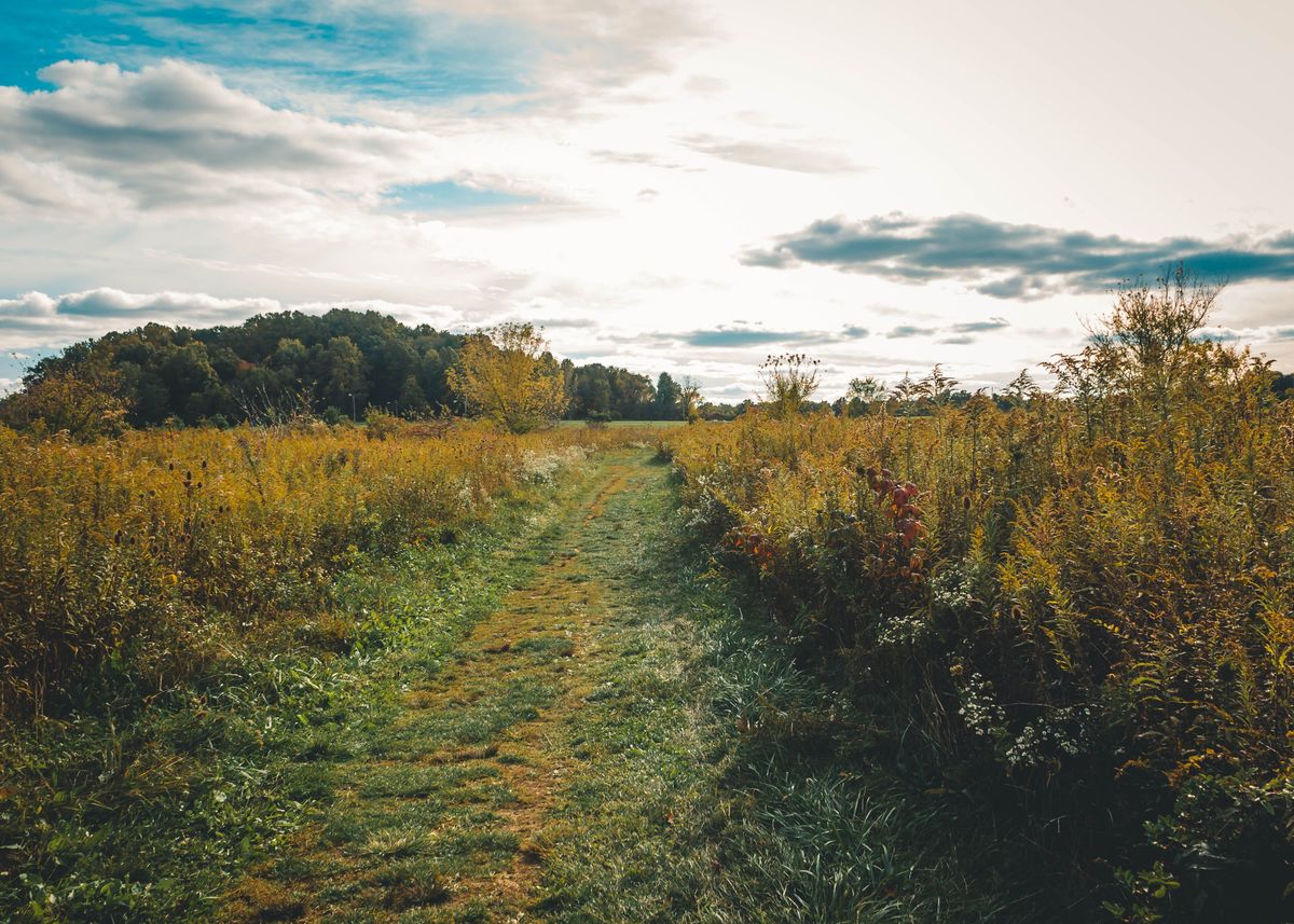 'Path through the meadow' Poster by Michael Deemer | Displate