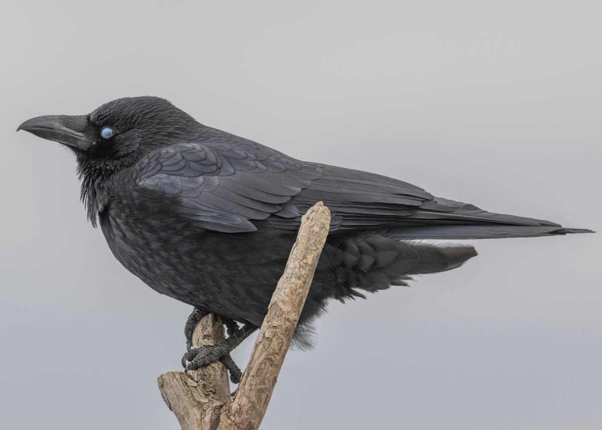 'Raven with Blue eyes' Poster, picture, metal print, paint by Daniel ...