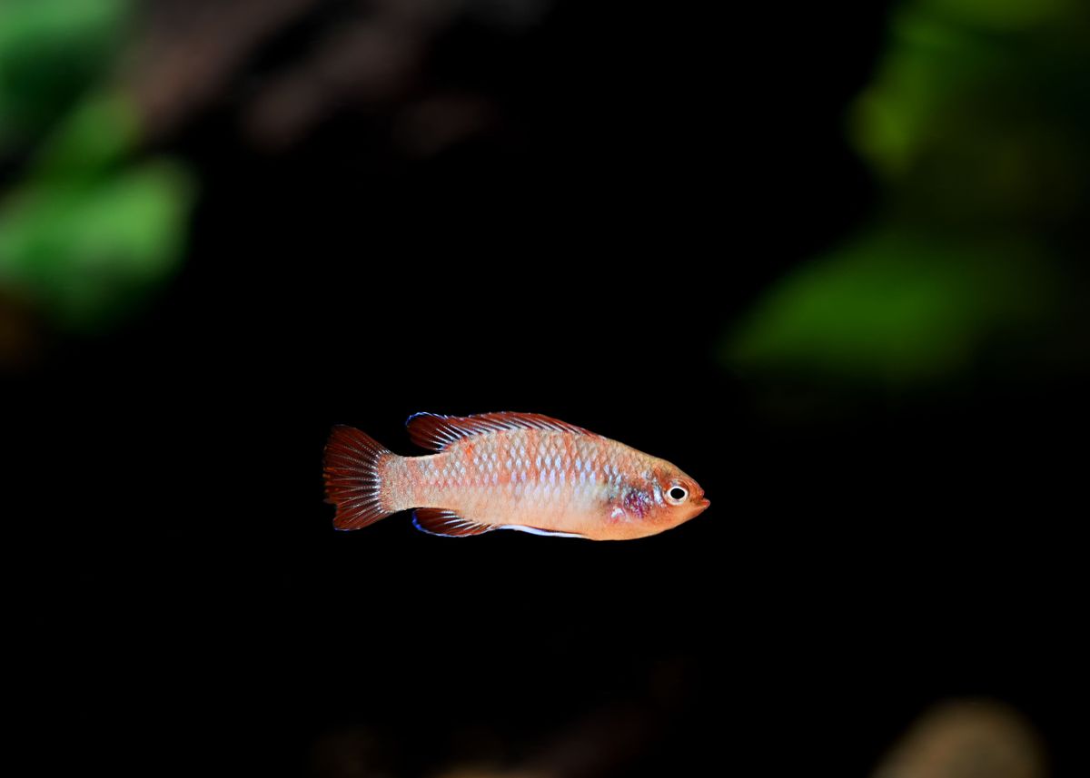 'Dario dario fish aquarium' Poster, picture, metal print, paint by ...