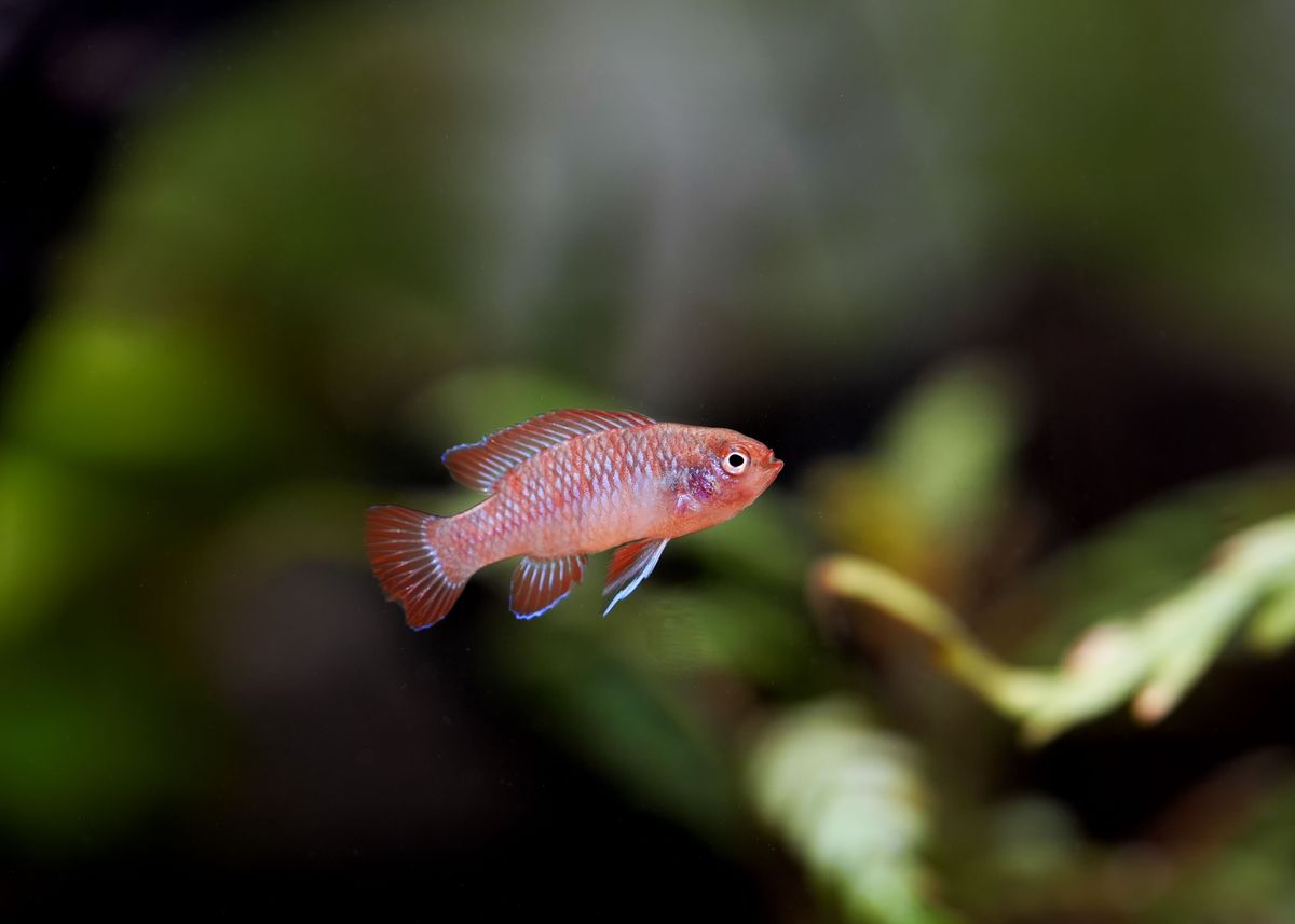 'Dario dario fish aquarium' Poster by Silhouette Boss | Displate