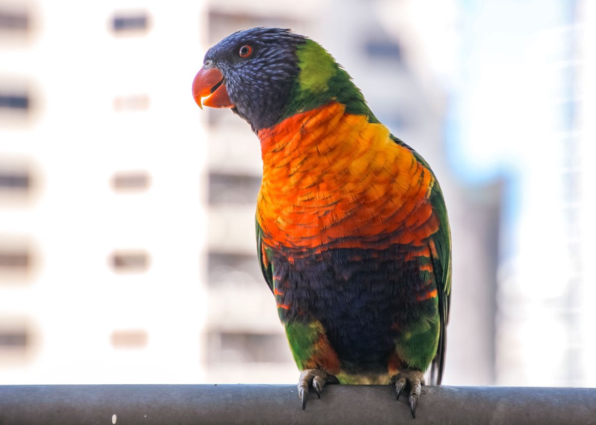 'Rainbow Lorikeet' Poster, picture, metal print, paint by Ingrid Nagy ...