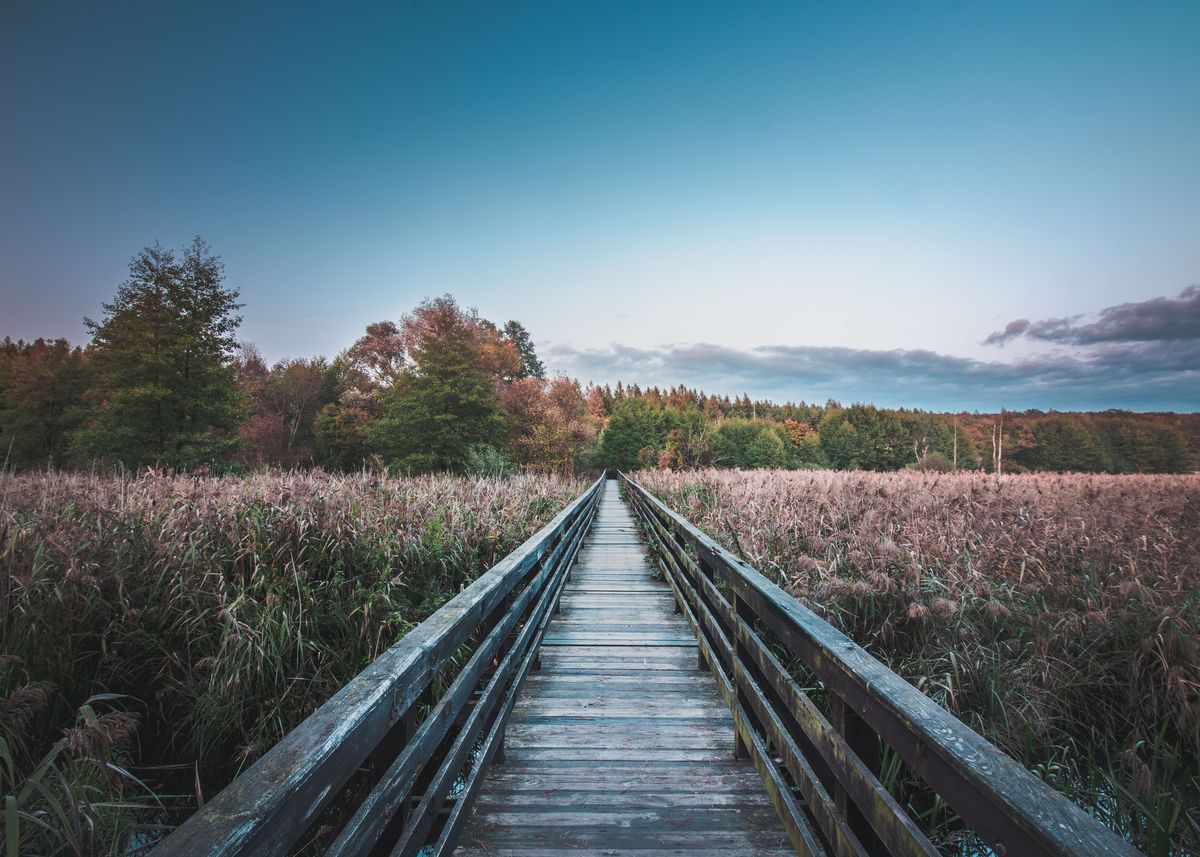 'Wooden Walkway' Poster, picture, metal print, paint by Matt Cool ...
