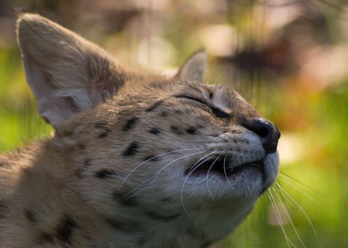 'Serval basking in the sun' Poster, picture, metal print, paint by ...
