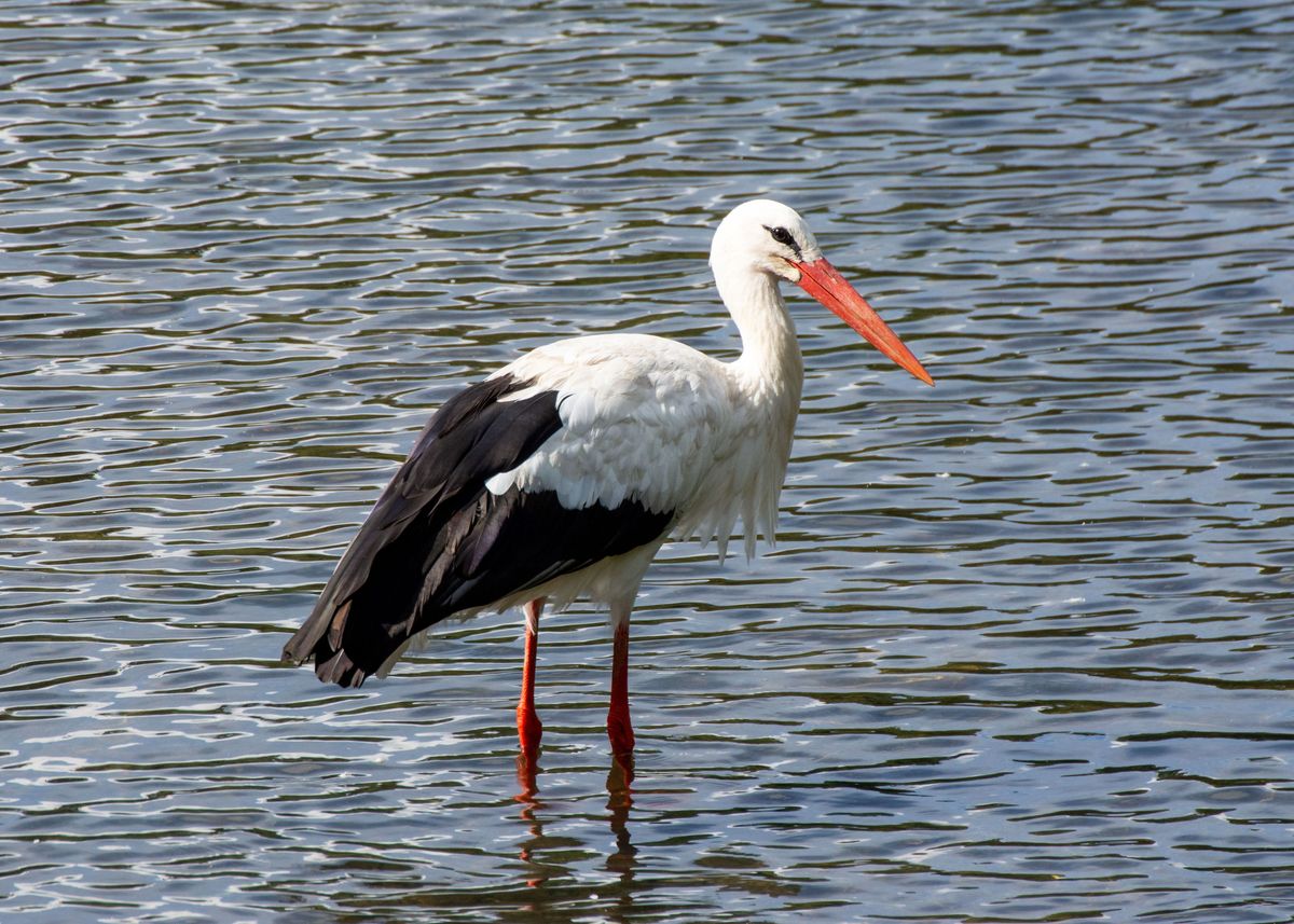 ' stork' Poster by Norman Von Der Weydt | Displate