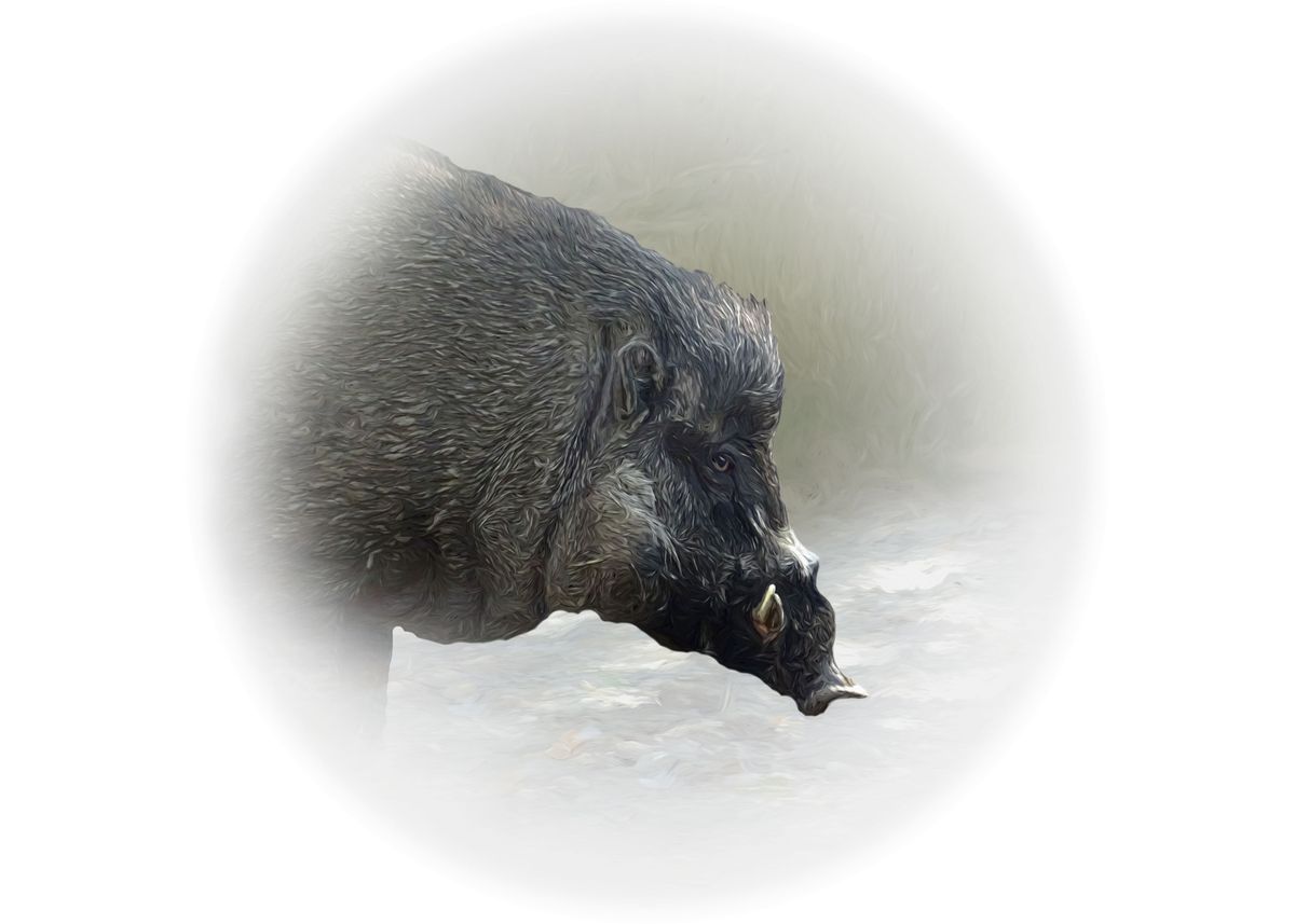 'Visayan warty pig' Poster, picture, metal print, paint by Gyula ...