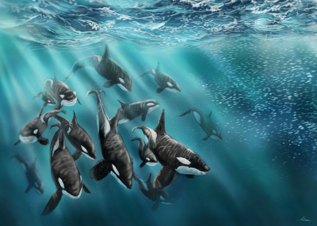 'An orca pod' Poster, picture, metal print, paint by alandodrawing ...