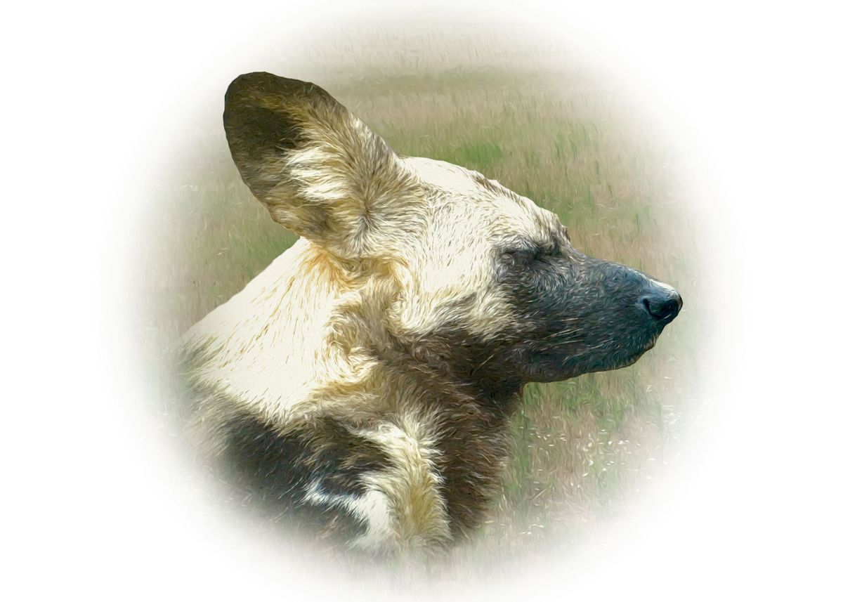 'African wild dog' Poster, picture, metal print, paint by Gyula ...