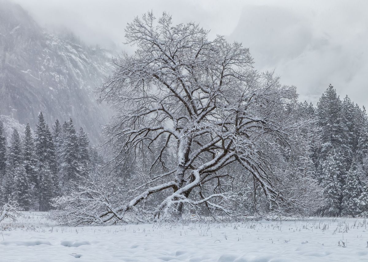 'Snow Covered Oak Tree' Poster, picture, metal print, paint by Jonathan ...