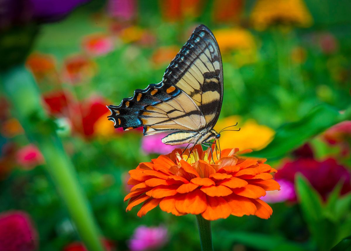 'butterfly on flower' Poster, picture, metal print, paint by anamaria ...