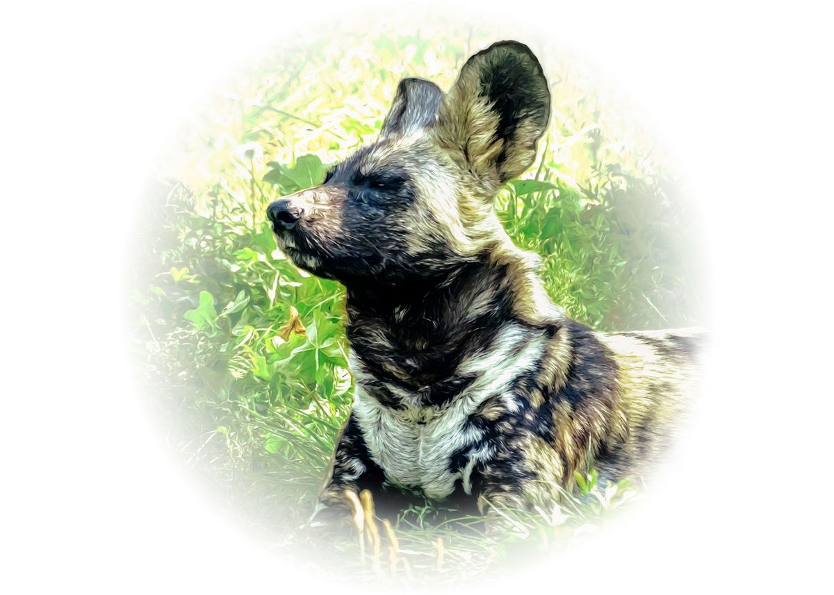 'African wild dog' Poster, picture, metal print, paint by Gyula ...