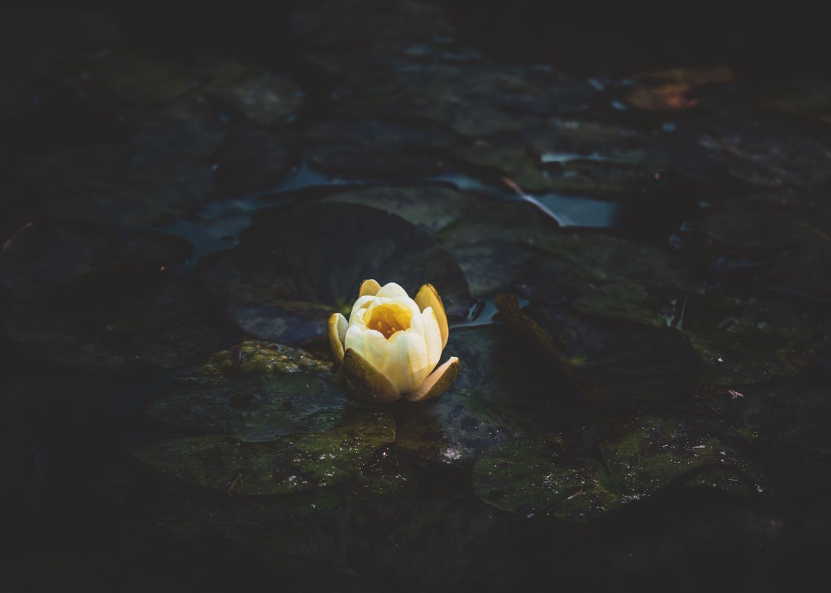 'Lily' Poster by Daniel Palichorov | Displate