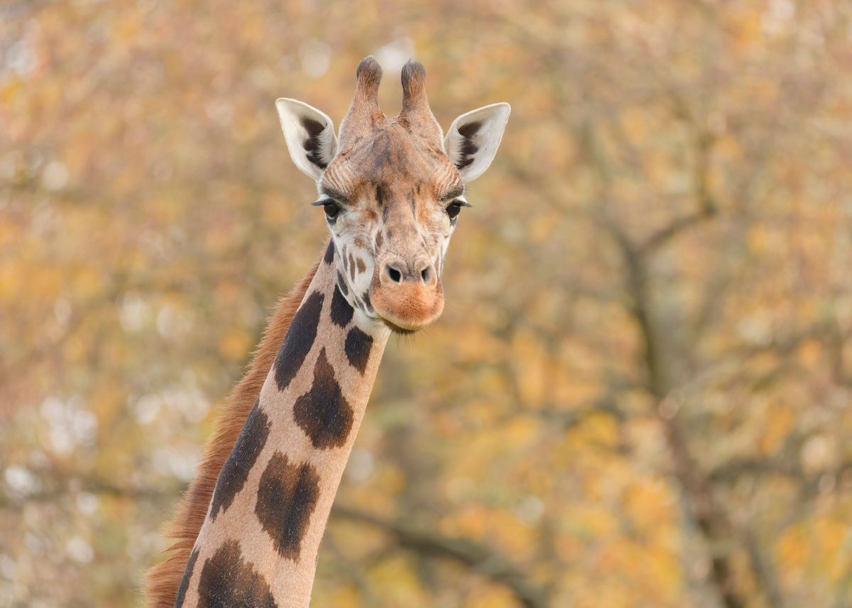 'Giraffe portrait' Poster by Tomasz Podlak | Displate