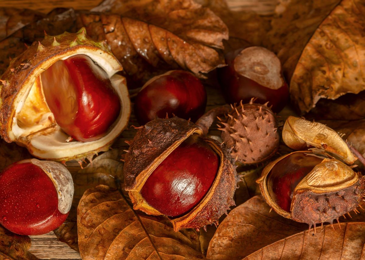 'Chestnuts' Poster, picture, metal print, paint by Mycatherina | Displate