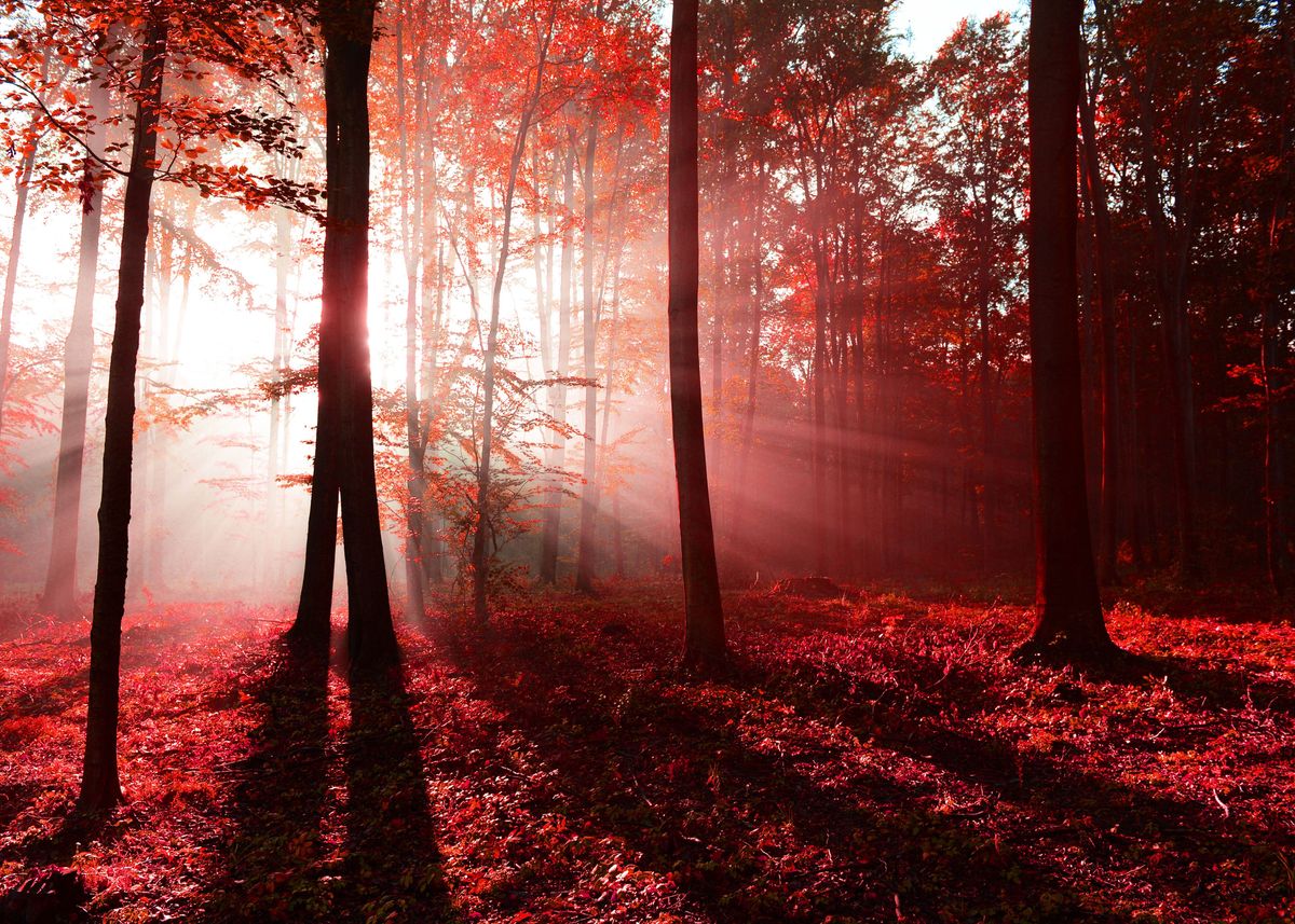 'Red autumn forest' Poster, picture, metal print, paint by BURRY Nature ...