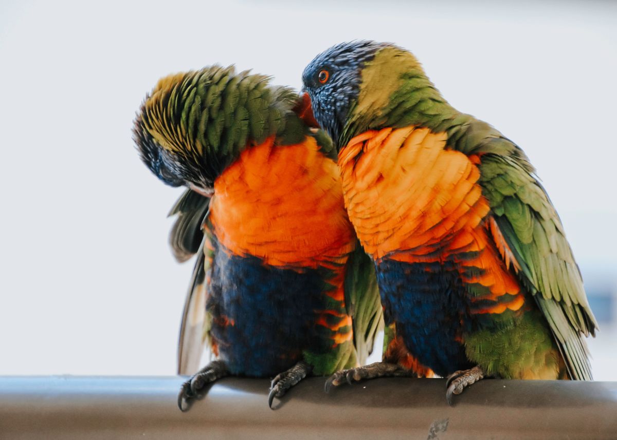 'Love Birds' Poster, picture, metal print, paint by Ingrid Nagy | Displate