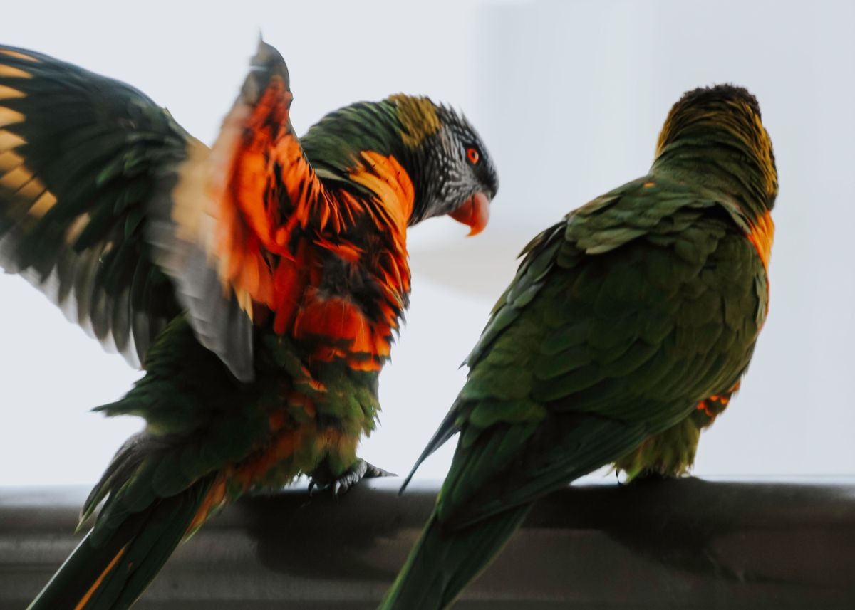 'Two Rainbow Lorikeets' Poster, picture, metal print, paint by Ingrid ...