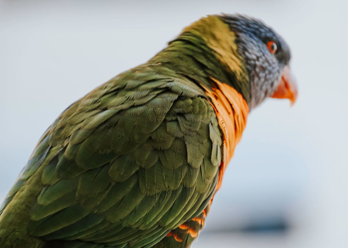 'parrot portrait' Poster by Ingrid Nagy | Displate