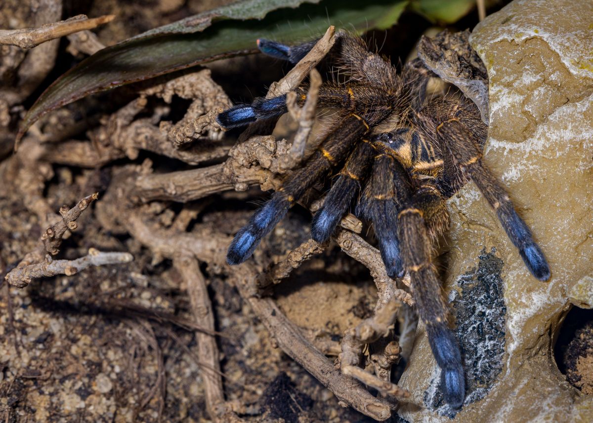 'Ideothele mira tarantula' Poster, picture, metal print, paint by ...