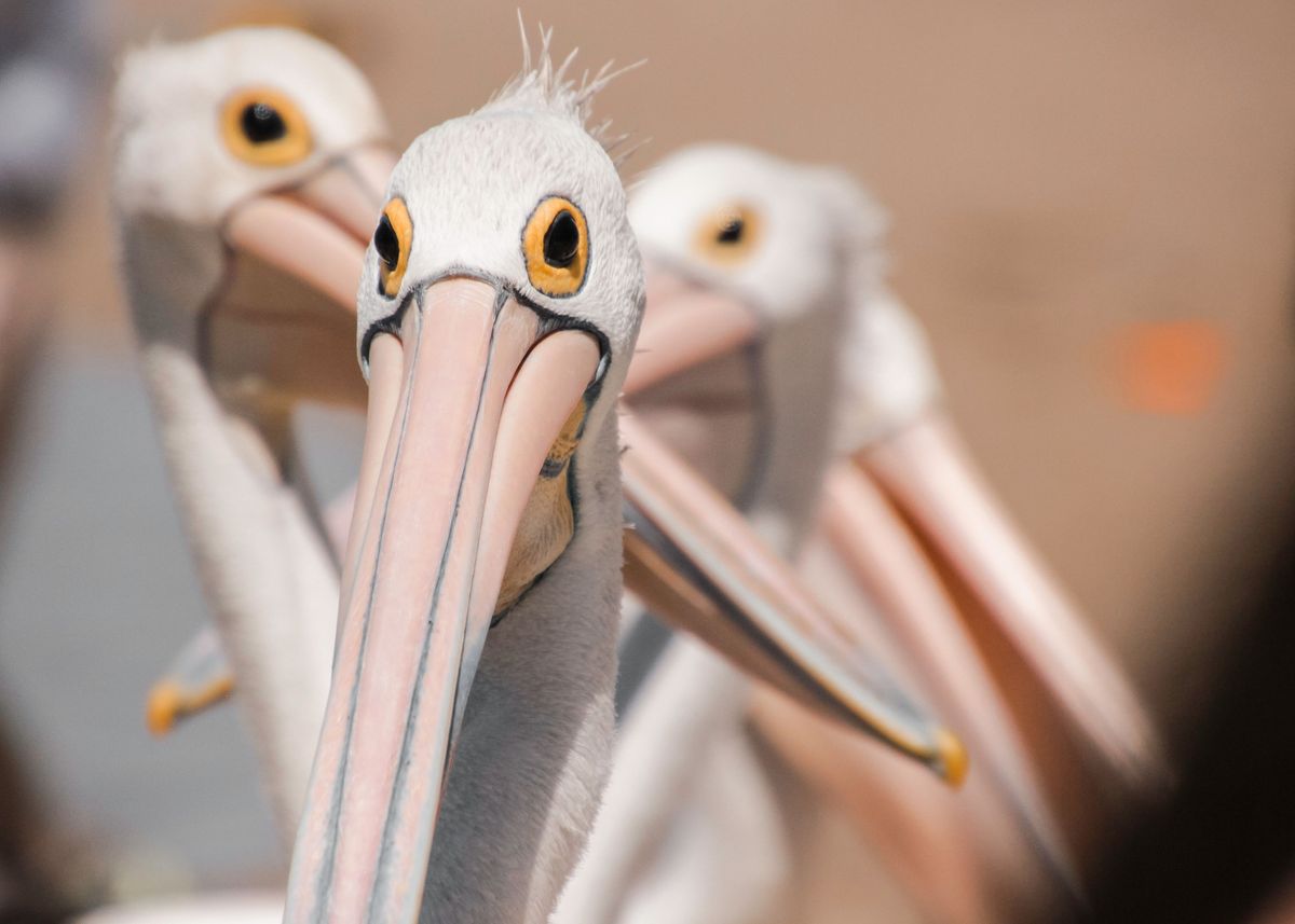 'Pelican portrait' Poster, picture, metal print, paint by Ingrid Nagy ...