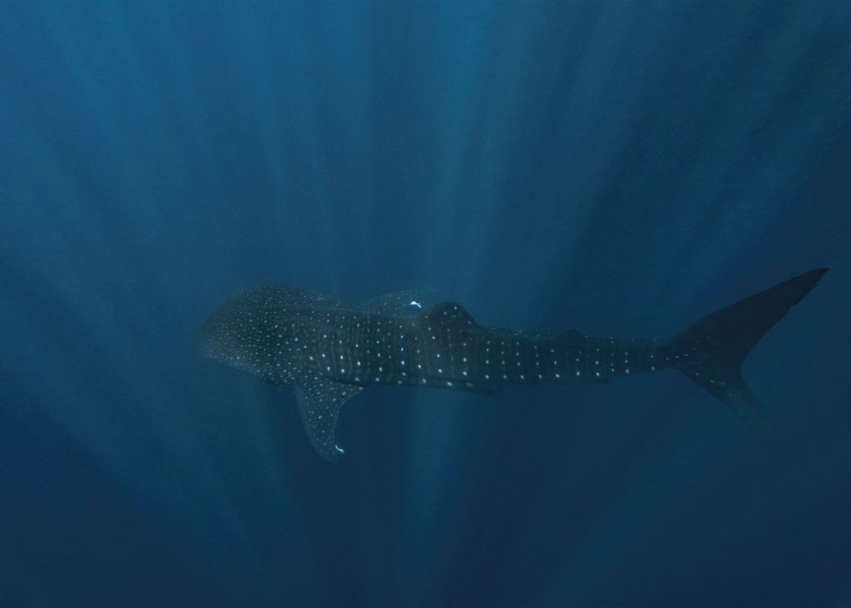 'Whale Shark In Deep Blue' Poster, picture, metal print, paint by ...
