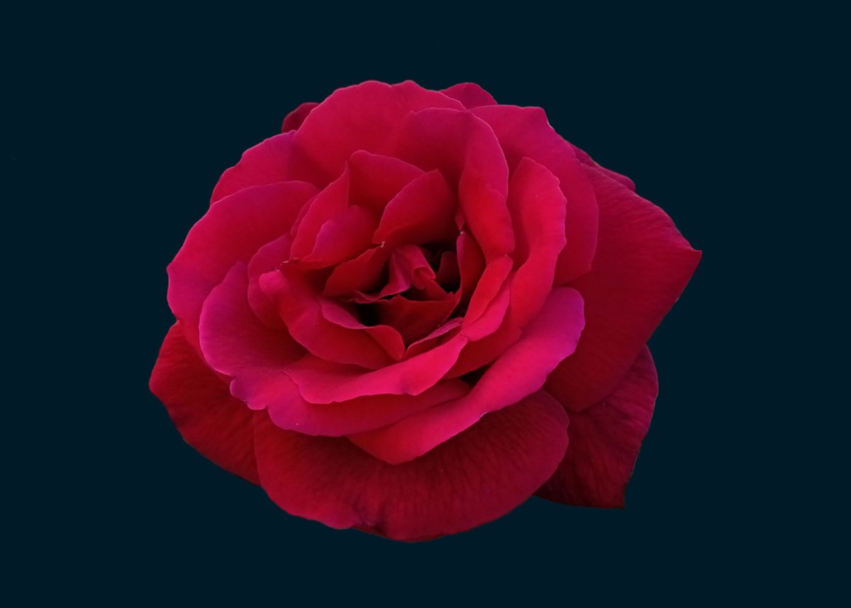 'Royal red rose' Poster, picture, metal print, paint by Edy Art Space ...