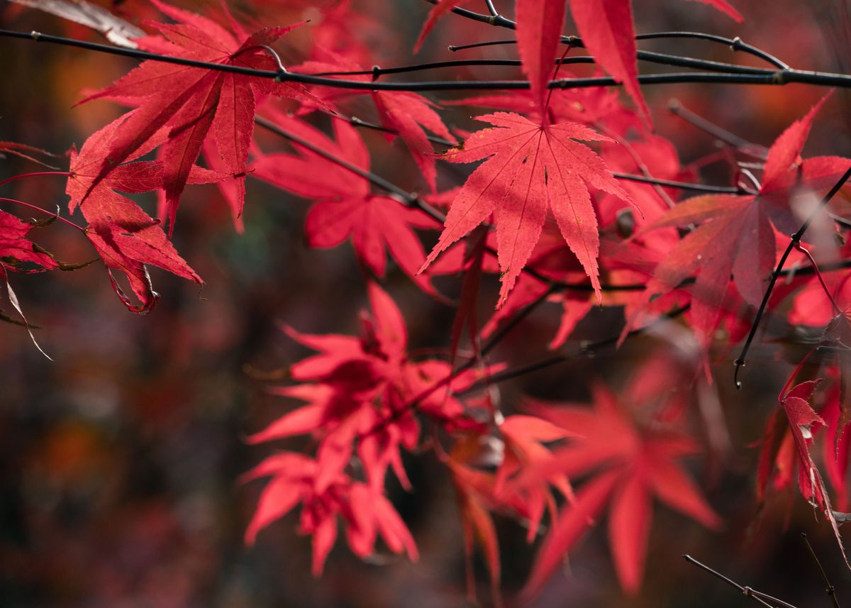 'Autumn maple leaves ' Poster, picture, metal print, paint by BURRY ...
