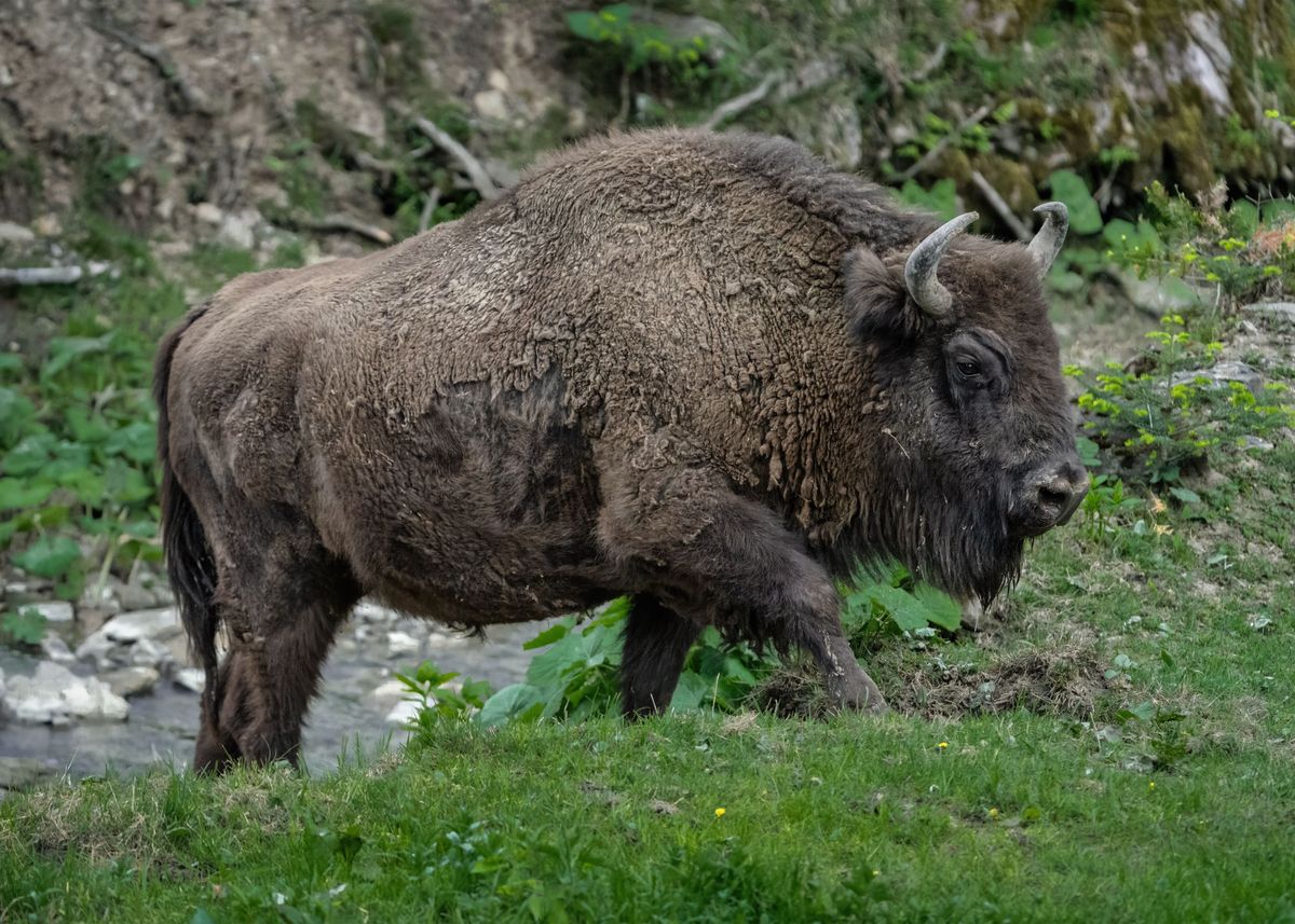 'European Bison In Poland' Poster, picture, metal print, paint by ...