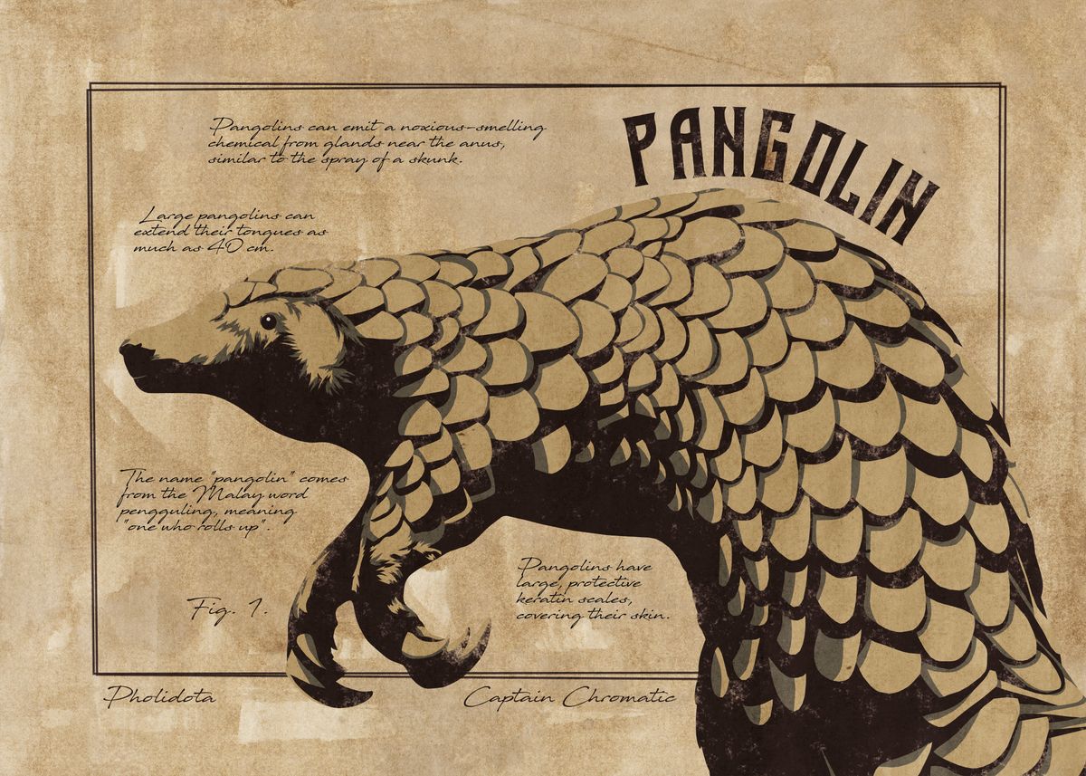 'Pangolin' Poster, picture, metal print, paint by Captain Chromatic | Displate