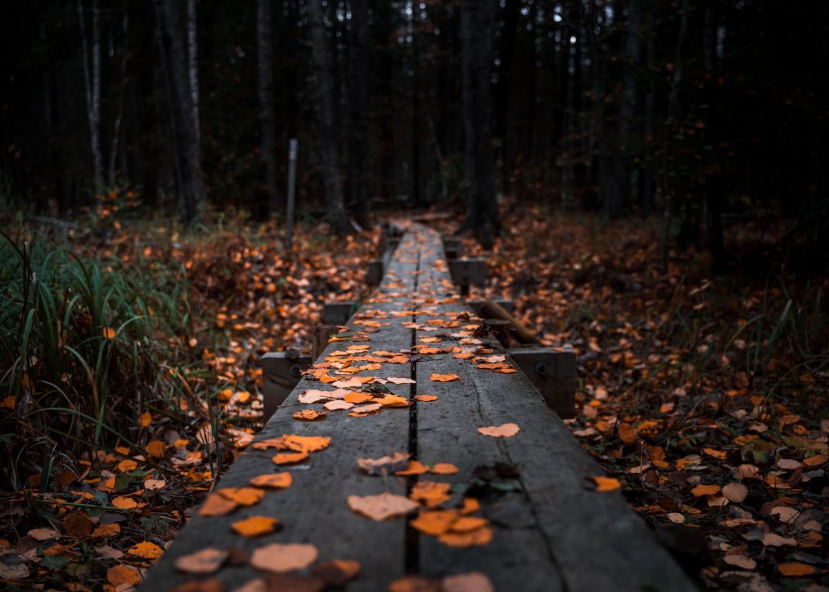 'Autumn forest with leaves' Poster, picture, metal print, paint by ...