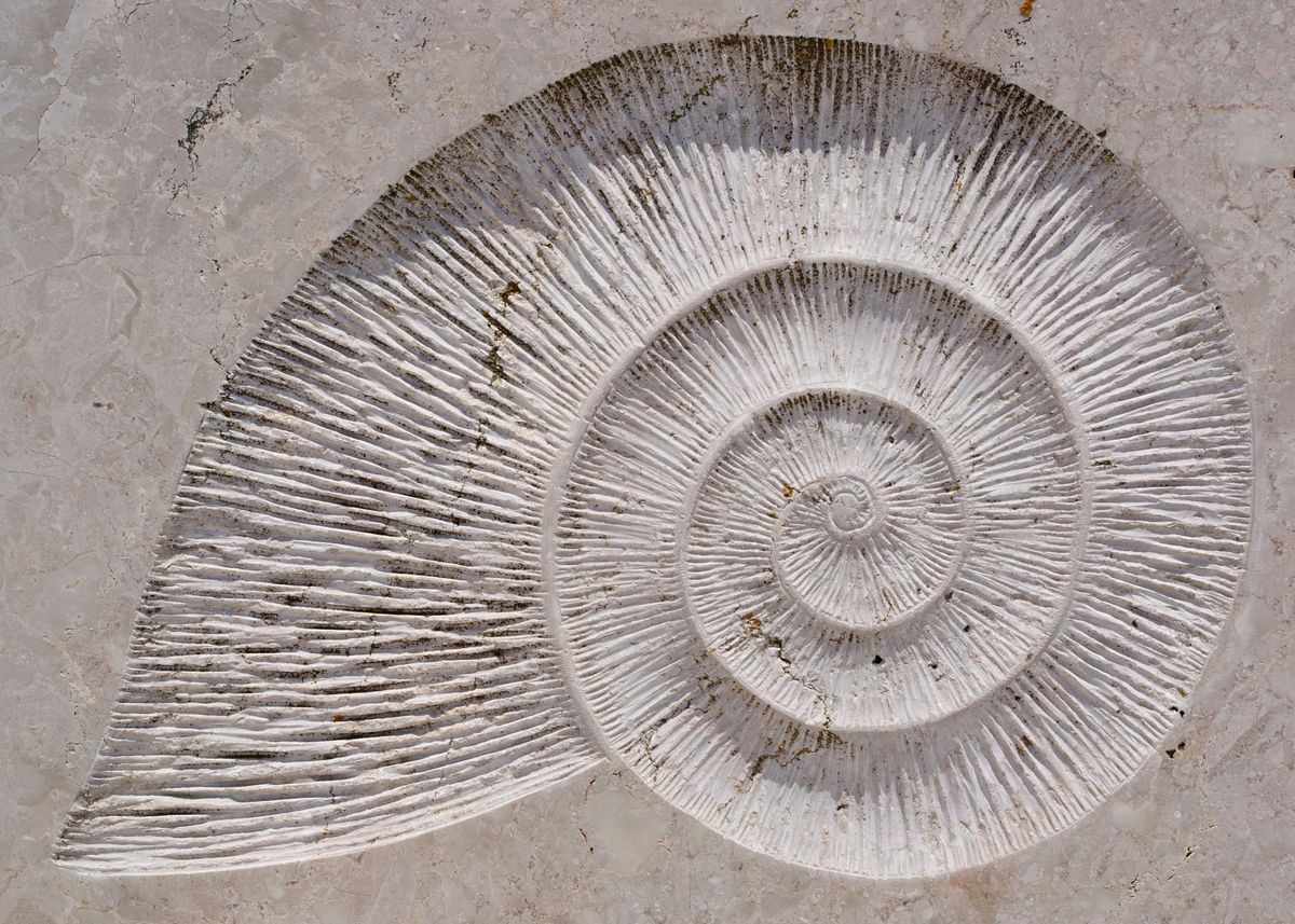 'Fossil snail impression ' Poster, picture, metal print, paint by ...