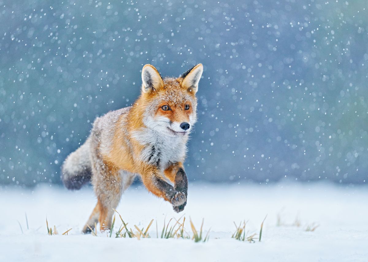 'Leaping Fox in the snow' Poster, picture, metal print, paint by ...