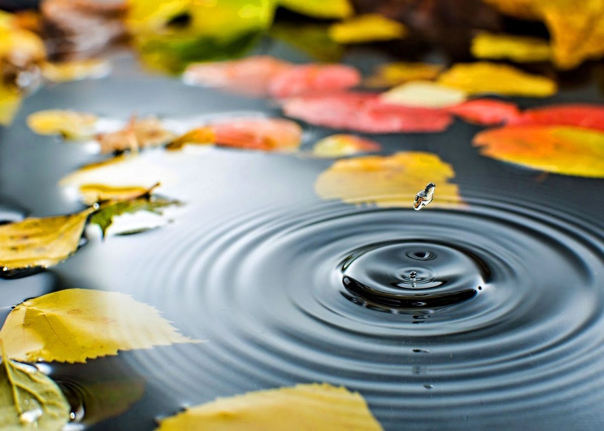 'Autumn drop' Poster, picture, metal print, paint by insideportugal ...